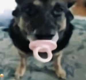 30+ Goofy ahh Dog Pictures [2025]