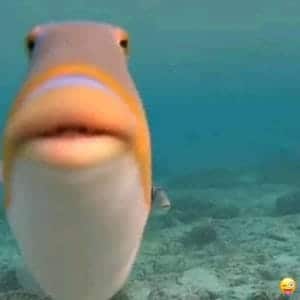 30+ Goofy ahh fish Images [2025]